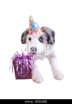 Cute birthday miniature Australian Shepherd puppy wearing birthday ...