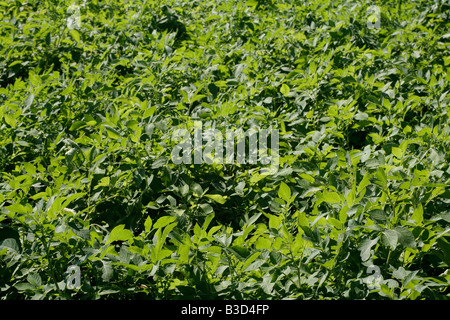 In a green field, potato plants show clusters of white flowers with ...