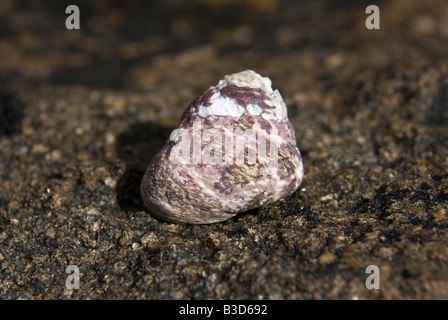 Thick or toothed topshell (Monodonta lineata) live in rockpool with the ...