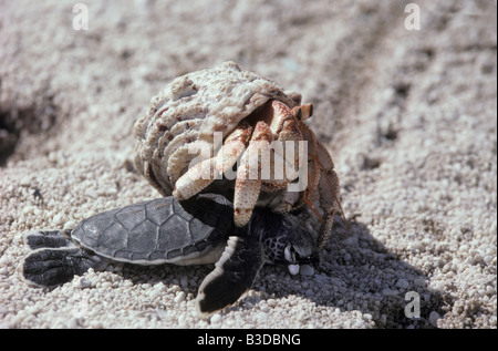 Hermit crab on a beach eating turtle egg Action Actions Alone Coast ...