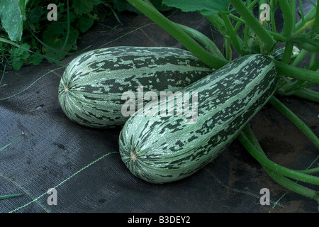 Marrows being grown on plastic covered ground. West Midlands. UK Stock ...