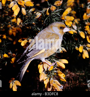 verdier Gruenfink Greenfinch Carduelis chloris animals Aves birds ...