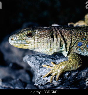 lezard ocell Perleidechse Ocellated Lizard Ocellated Green Lizard Eyed Lizard Jewelled Lizard ...