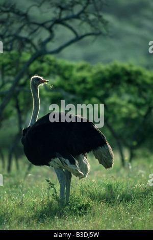 Strauß / Ostrich / Struthio camelus Stock Photo - Alamy