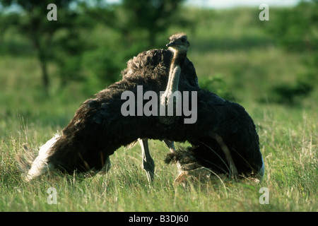 Strauß / Ostrich / Struthio camelus Stock Photo - Alamy