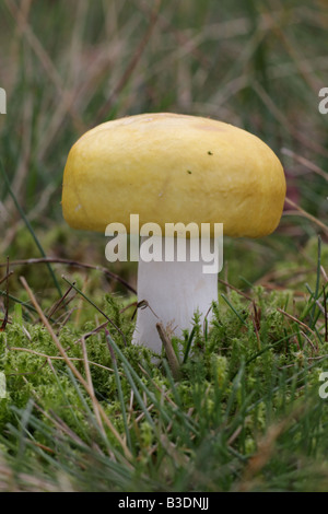 A yellow swamp brittlegill, Russula claroflava, mushroom with upturned ...