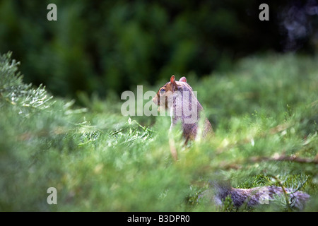 A grey squirrel in the National Botanic Gardens of Dublin, feeding on ...