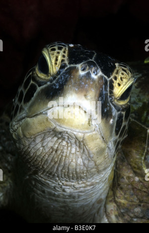 Green Turtle face against dark background under water Stock Photo - Alamy