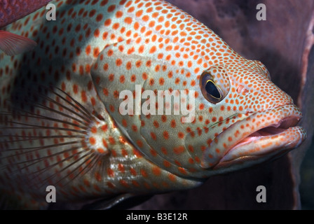grouper face inside a barrelsponge under water Stock Photo - Alamy