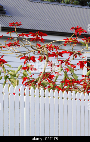 Japanese Red Leafed Maple and white picket fence Stock Photo - Alamy