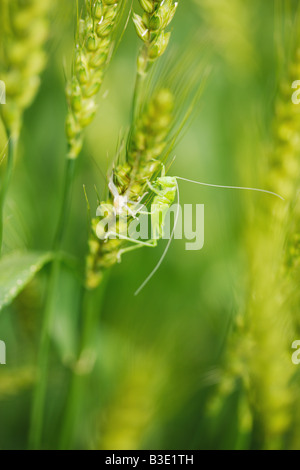 Grasshopper on Wheat Stalk in Field, Alberta, Canada Stock Photo - Alamy