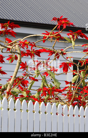 Japanese Red Leafed Maple and white picket fence Stock Photo - Alamy