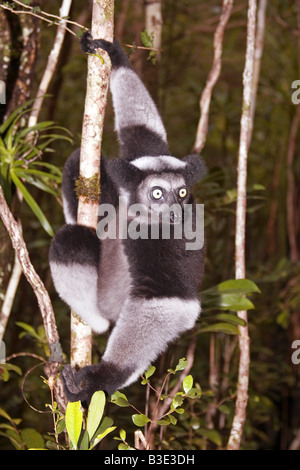 Animals, Mammals, Indri (Indri indri) monkey, monkeys, primates, in the ...