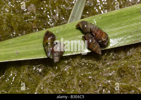 Laver Spire Shell - Hydrobia ulvae Stock Photo - Alamy