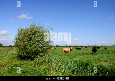 Cattle Grazing on Welney WWT Ouse Washes, Norfolk, England, UK Stock ...