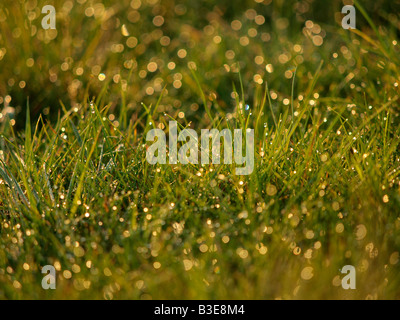 Dew grass early morning. Beautiful emerald color of summer grass. Abstract natural background ...