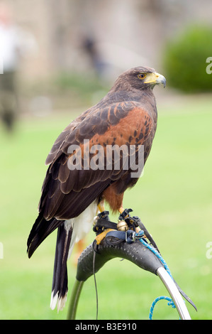 The Harris's Buzzard (Parabuteo unicinctus) is a bird of prey in the ...