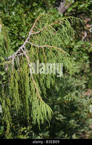 Weeping Juniper Juniperus flaccida Big Bend National Park Texas United ...