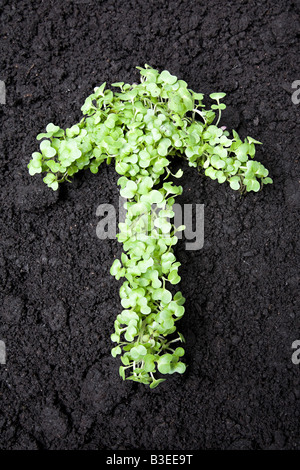 High angle view of an Arrow Leaf Sida (Sida Alnifolia) also known as a ...