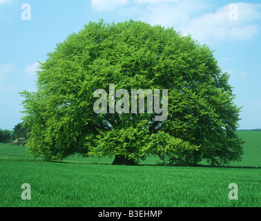 Single beech tree in field of young crop. Surrey, UK Stock Photo - Alamy