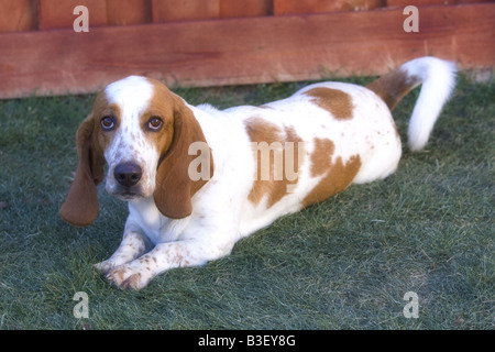 Cute brown and white spotted adult Basset Hound outdoors in grass Stock ...