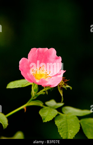Native British wildflower dog rose Rosa Canina blossom in dappled ...