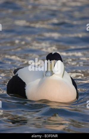 Male eider duck (Somateria mollissima) swimming. photographed in autumn ...