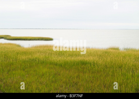 USA Virginia Assateague Island salt marsh Tom s Cove visitors learn ...