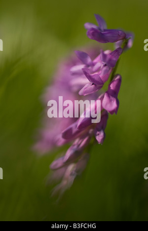 a pink flower - vicia Stock Photo - Alamy