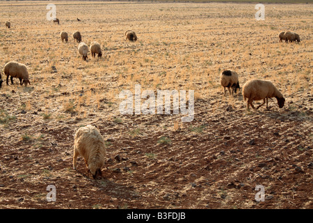 Sheep rearing in Syria Stock Photo - Alamy