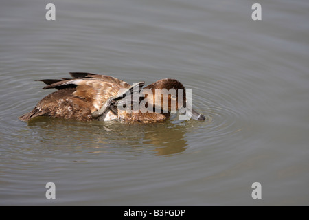 Australian White-eye or Hardhead (Aythya australis australis). Male ...