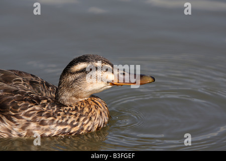 Female Mallard duck drinking Stock Photo - Alamy