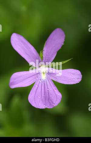 VIOLA X CORNUTA Stock Photo - Alamy