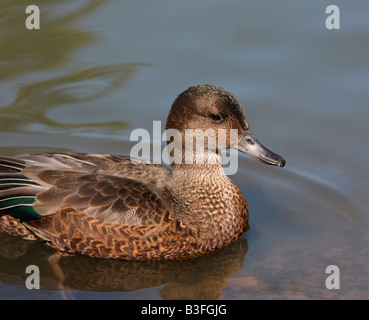 Portrait of Falcated Duck Anas Falcata bird on water in Spring Stock ...