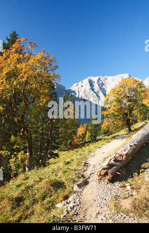 autumnal maple tree austria limestone Stock Photo - Alamy