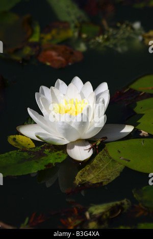 Water lilly, green leaves and reflection in the water Stock Photo - Alamy