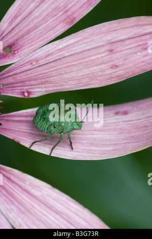 Green shield bug, larva (Palomena prasina), Germany Stock Photo - Alamy