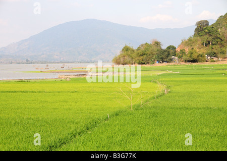 Rice field on the shores of Lak Lake at dusk Vietnam Stock Photo - Alamy