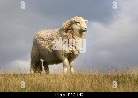 Sheep On A Hill Stock Photo - Alamy