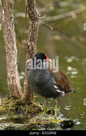 A common moorhen flying in the blue sky.Wallpaper, solitaire, saturated ...