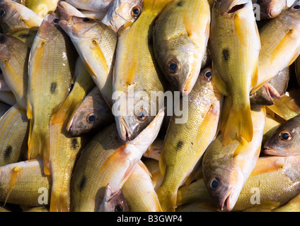 Black-spot snapper, Lutjanus fulviflamma, on coral reef, Marsa Alam ...