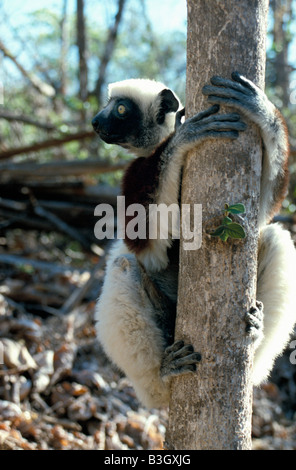propitheque de coquerel propithecus verreauxi coquereli central ...