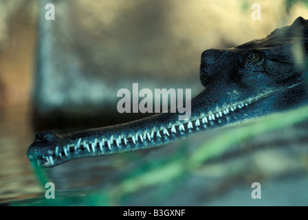 Gavial du Gange - Ganges-Gavial - Gavialis gangeticus Stock Photo - Alamy