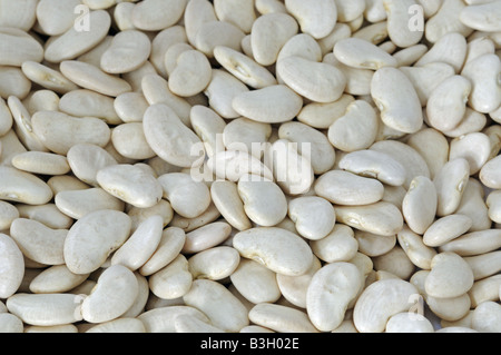 Dried butter beans Phaseolus lunatus surrounding shollots in pot Stock ...