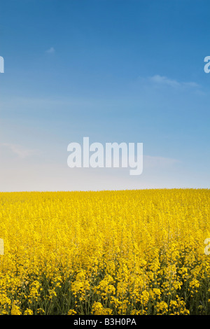 Rapeseed oil field Stock Photo - Alamy
