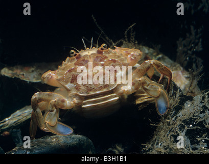Swimming Crab Liocarcinus depurator Stock Photo - Alamy
