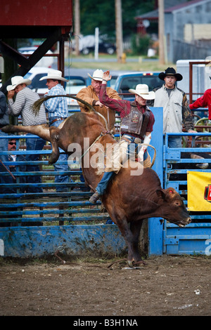 Bull riding cowboy on bucking raging bull by the chute gates, watched ...