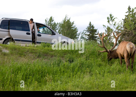 An Elk and tourists in Banff National Park Stock Photo - Alamy