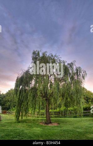 Weeping willow tree Stock Photo - Alamy