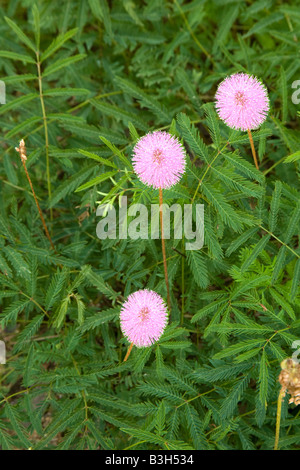 Sensitive plant, Mimosa Stock Photo - Alamy